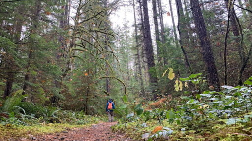 オリンピック国立公園おすすめハイキング Duckabush Trail | HIKING Café